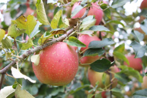 [プレスリリース]広島のワッフル櫟 kunugiが芸北りんごと北広島県産さつまいもを使用した2種類のワッフルを開発・販売！ | 櫟｜kunugi｜ワッフル｜バームクーヘン-お知らせ