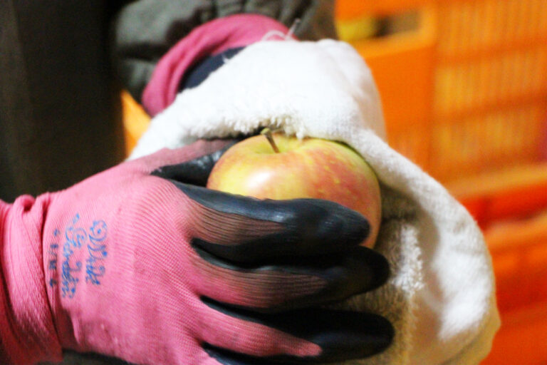 [プレスリリース]広島のワッフル櫟 kunugiが芸北りんごと北広島県産さつまいもを使用した2種類のワッフルを開発・販売！ | 櫟｜kunugi｜ワッフル｜バームクーヘン-お知らせ